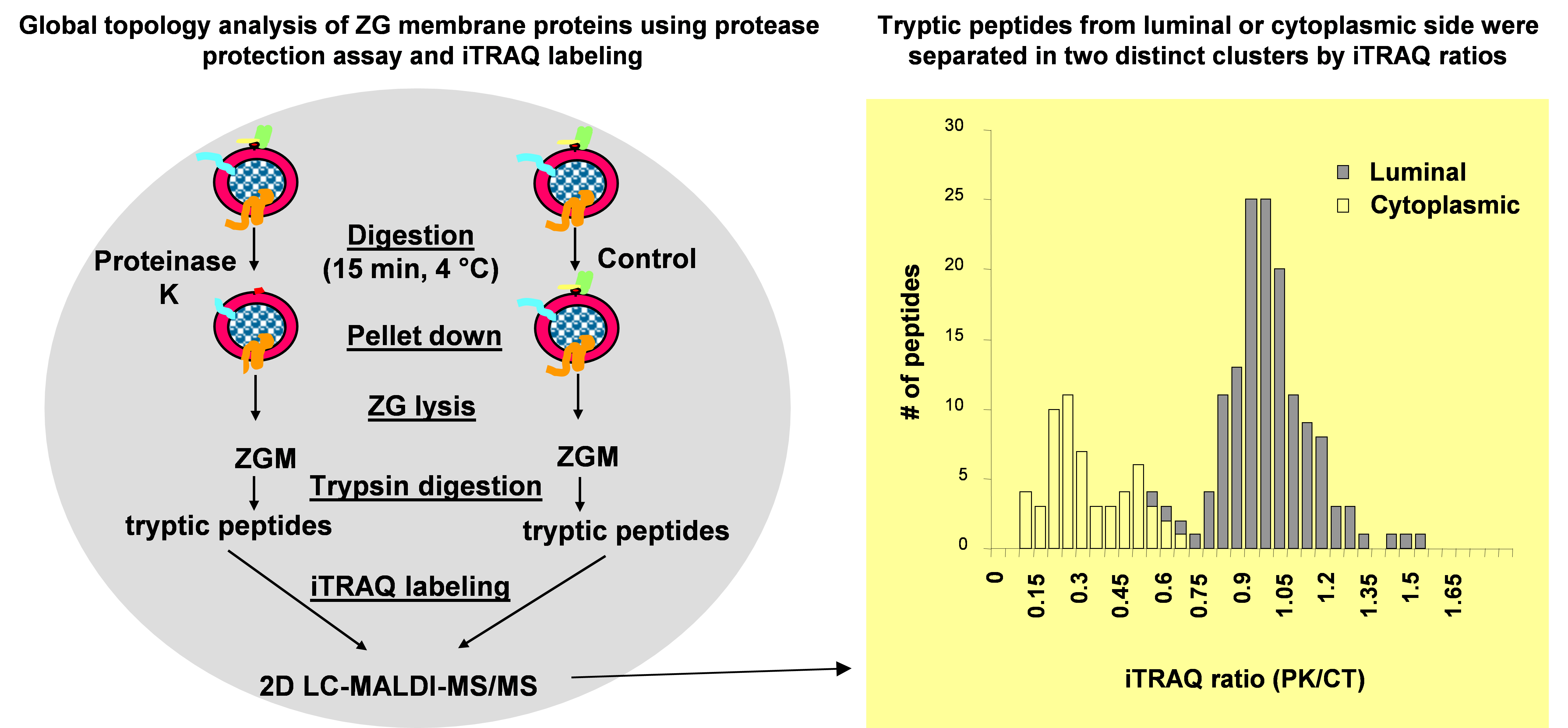 Protein Composition and Biogenesis of the Pancreatic Zymogen Granules ...